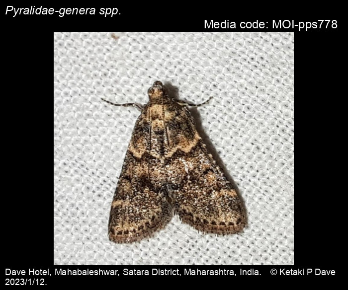 Pyralidae-genera spp. | Moths